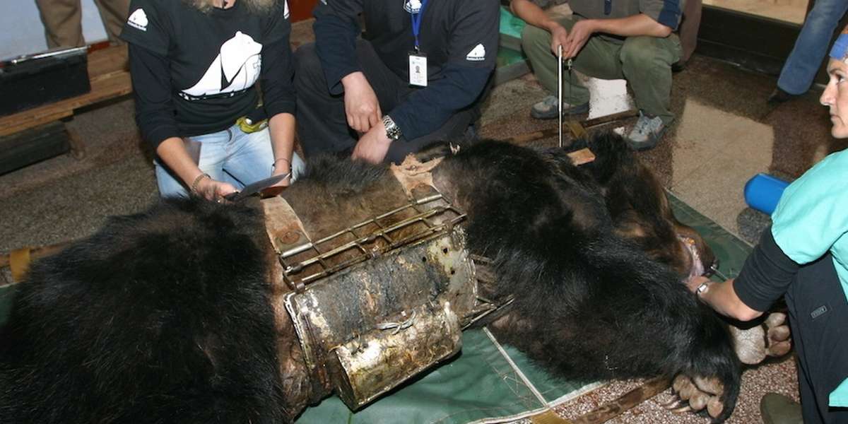 Bear Trapped For Years In 'Torture Vest' Now Spends Her Days Swimming ...