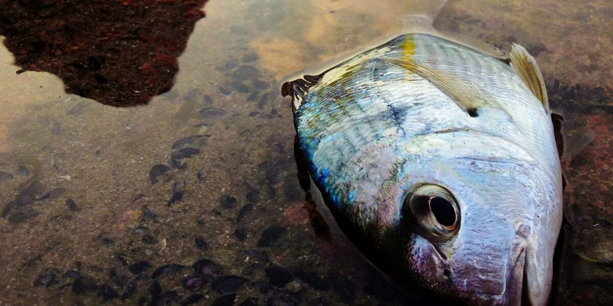 Undersized And Overexploited - The Dodo