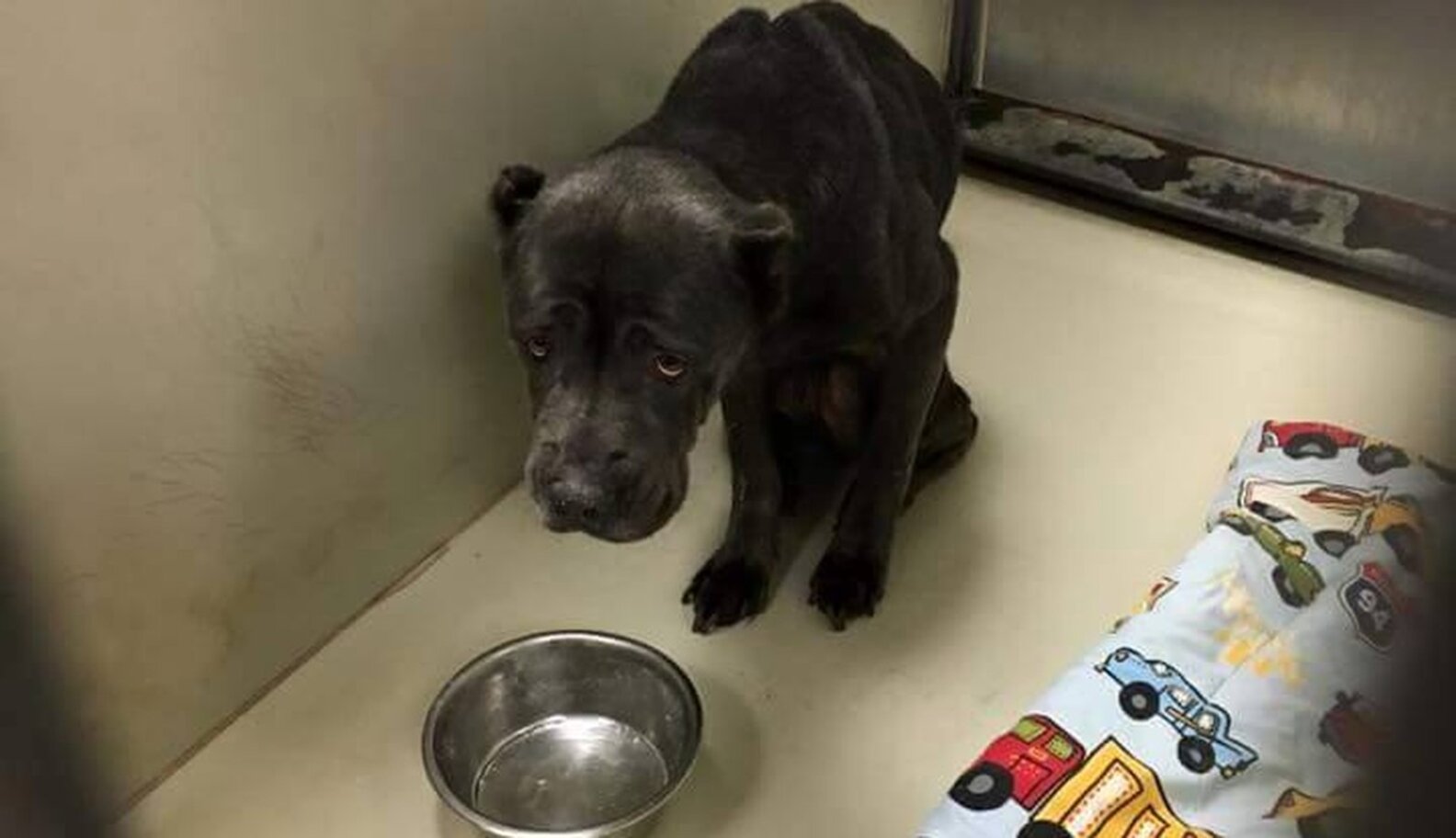 'Saddest' Dog's Story Offers Hope For Frightened Shelter Pets - The Dodo