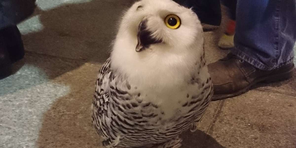 18 Owls You Can't Believe Even Exist - The Dodo