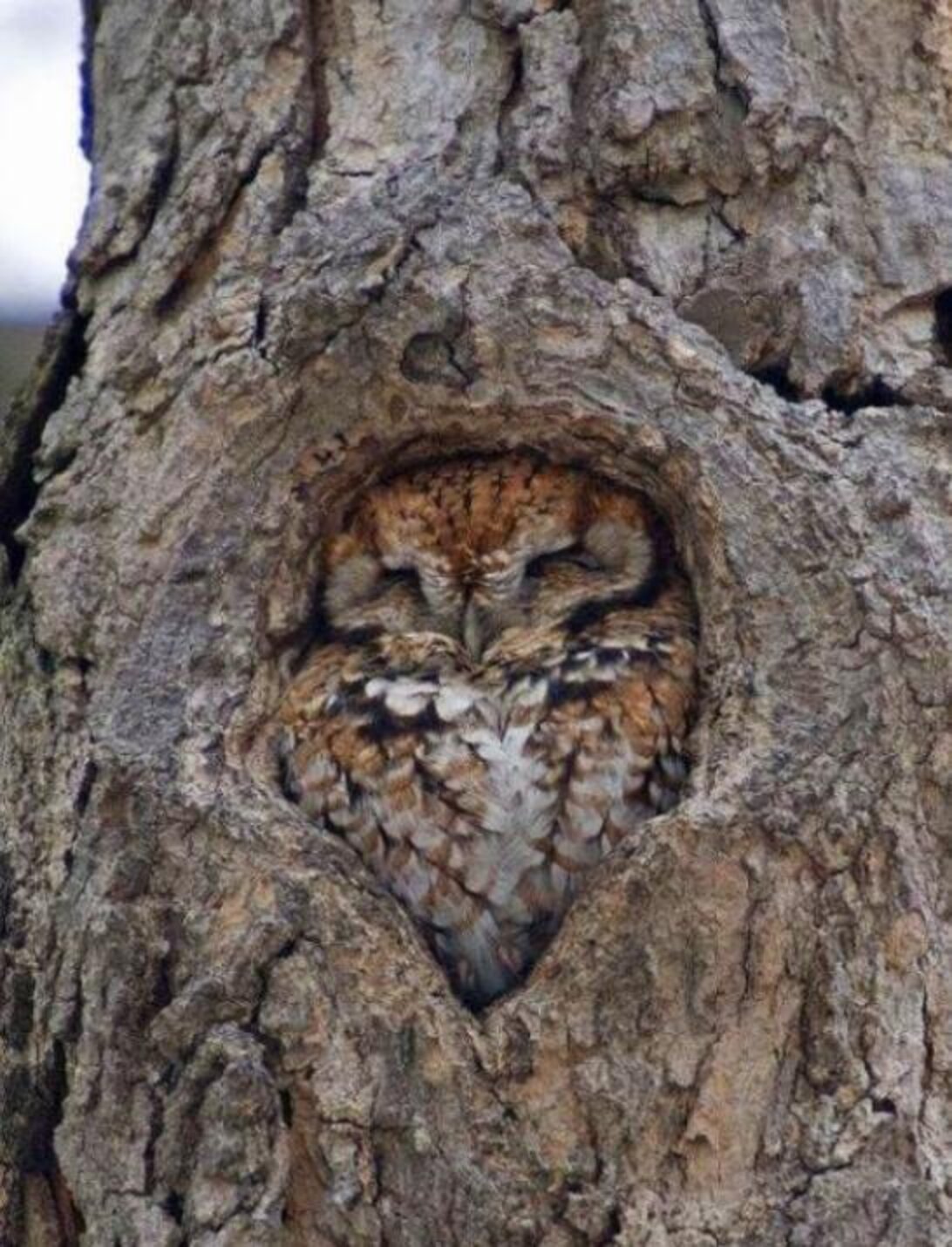 18 Owls You Can't Believe Even Exist - The Dodo