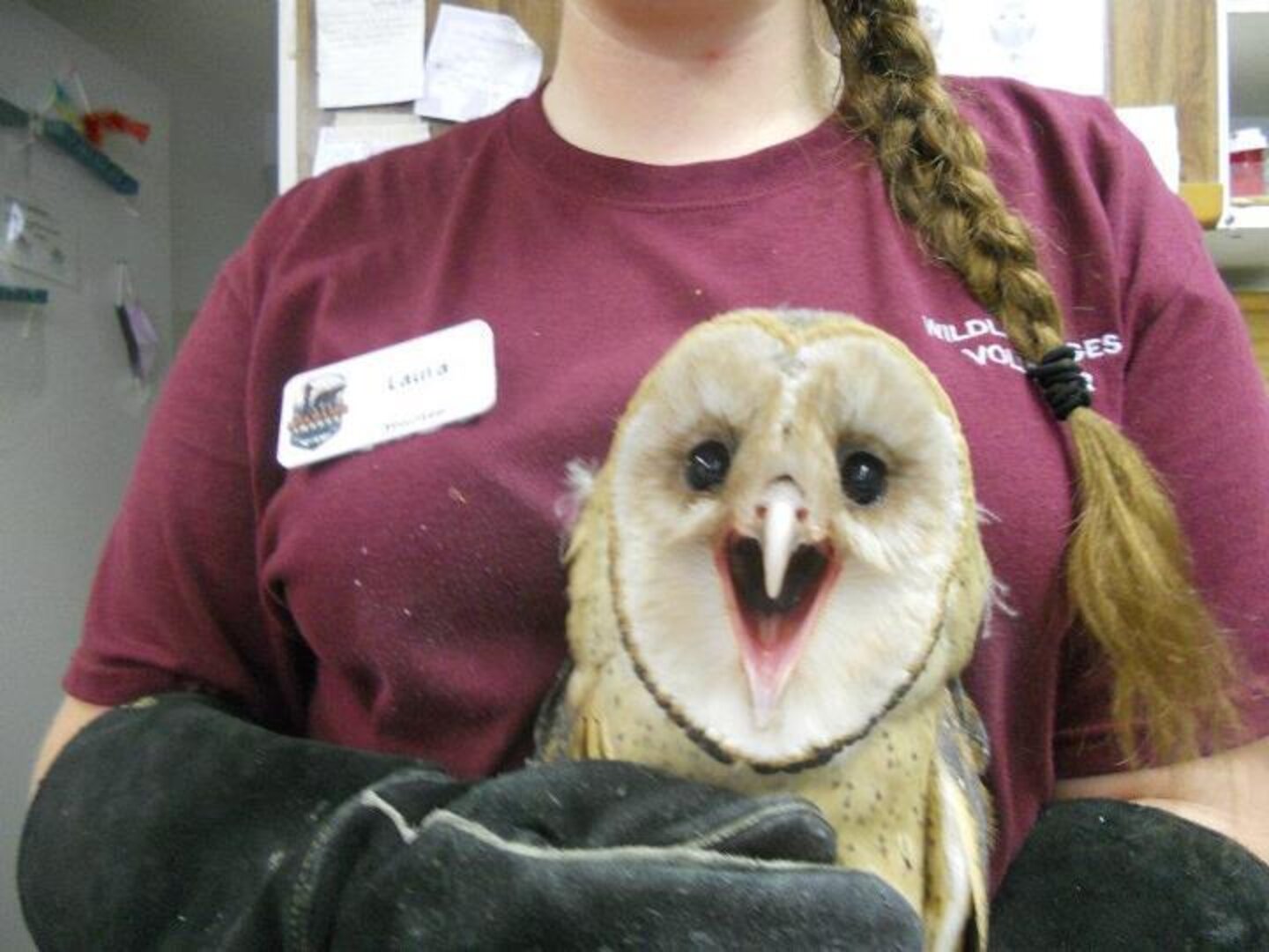 18 Owls You Can't Believe Even Exist - The Dodo