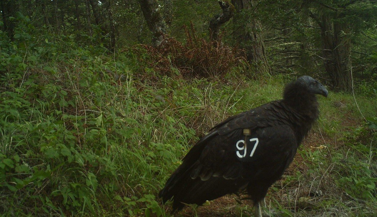 Condor Spotted In San Mateo County, California For The First Time In ...