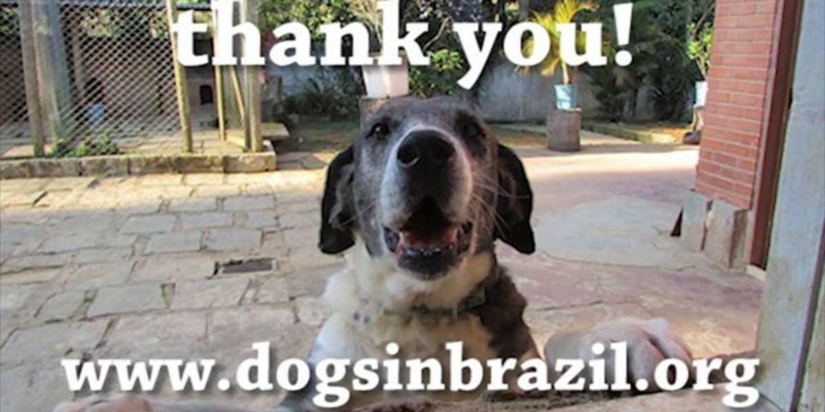 From Starving to Smiling: Brazilian Street Dogs Get Second Chance - The ...