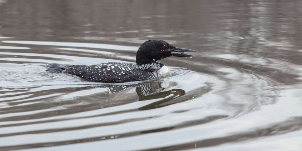 In Pictures: How A Loon Went From A Parking Lot To Freedom - The Dodo