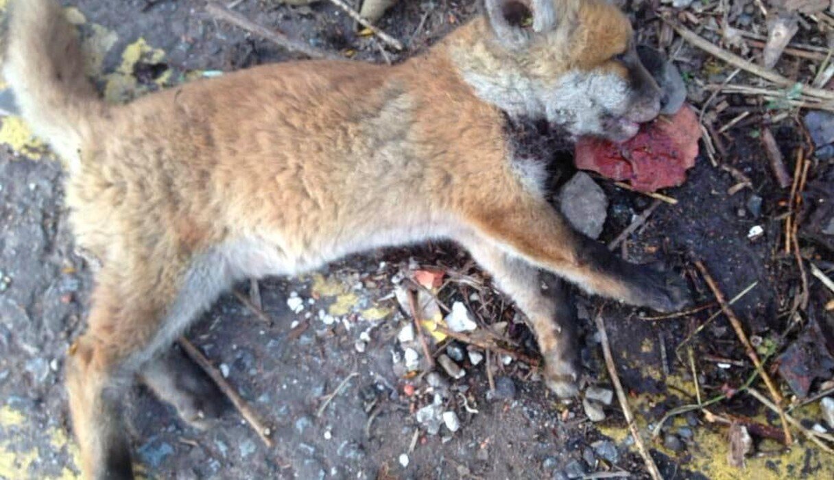 Baby Fox Who Was Supposed To Die Finds Man Who Believes In Her - The Dodo