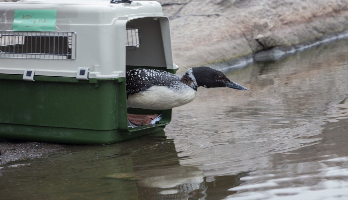 In Pictures: How A Loon Went From A Parking Lot To Freedom - The Dodo