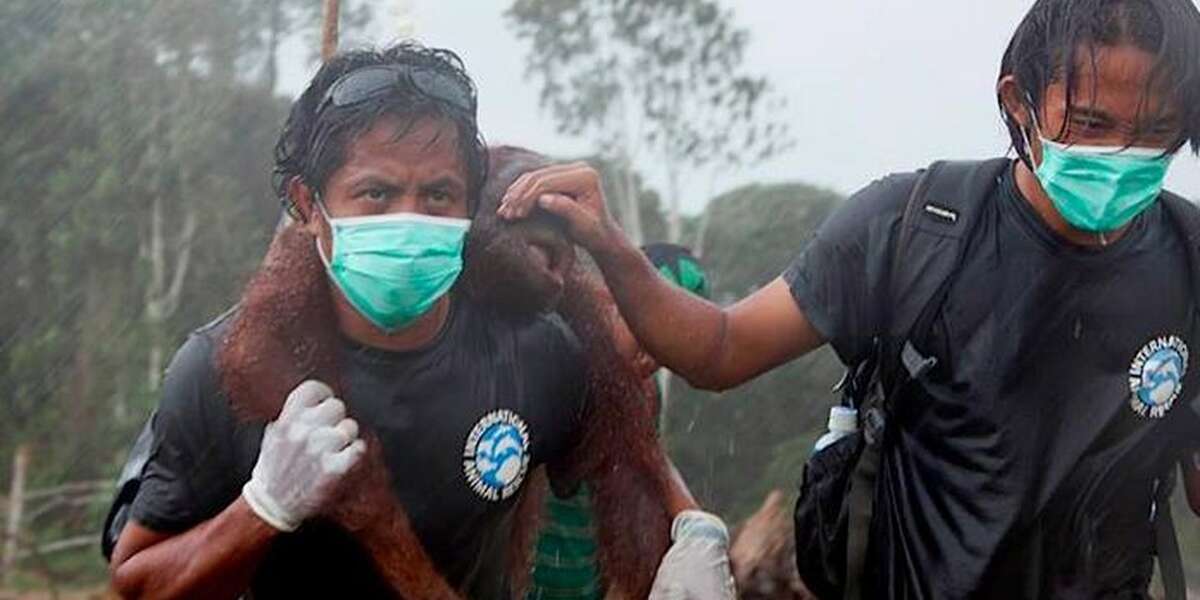 Men Carry Orangutan To Safety While Shielding Her Face From The Rain ...