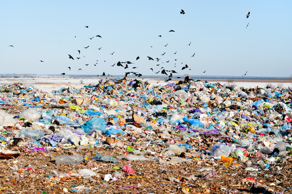 Here Are Some Easy Ways To Protect Animals From Climate Change - The Dodo