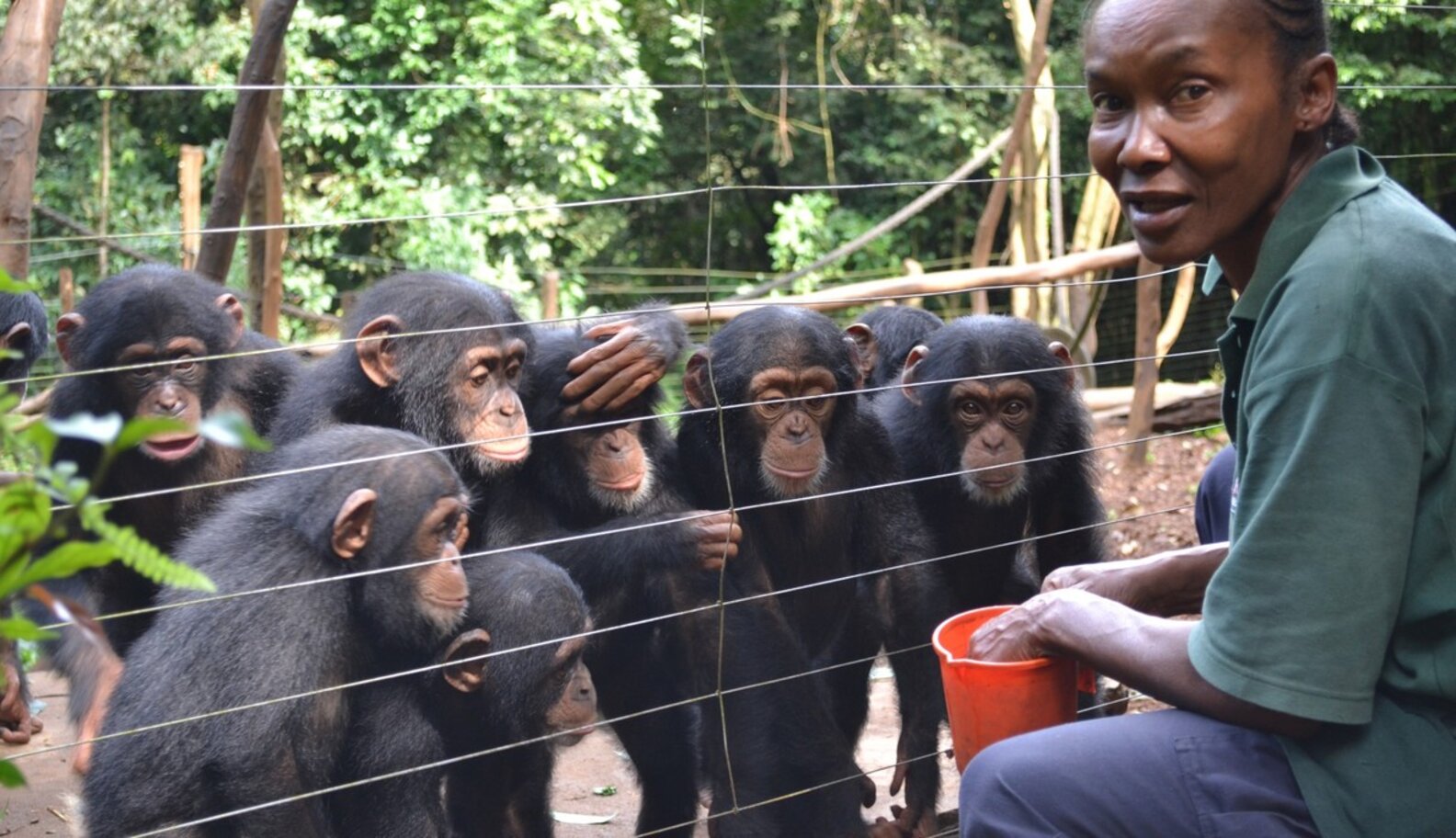 This Woman Has Been A Mom To Over 50 Orphaned Chimps - The Dodo
