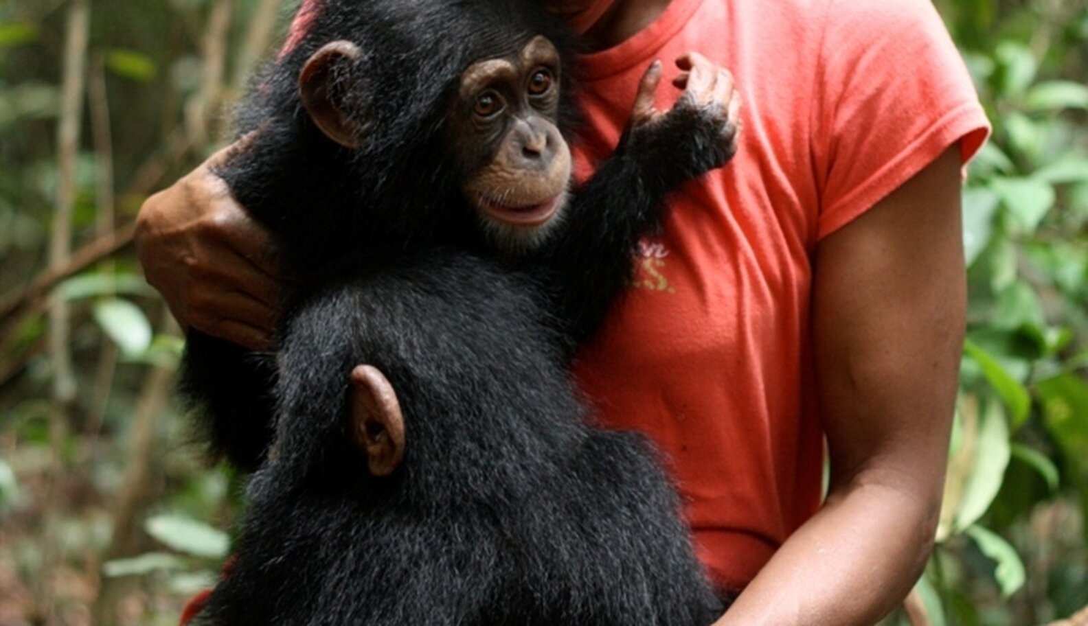 This Woman Has Been A Mom To Over 50 Orphaned Chimps - The Dodo