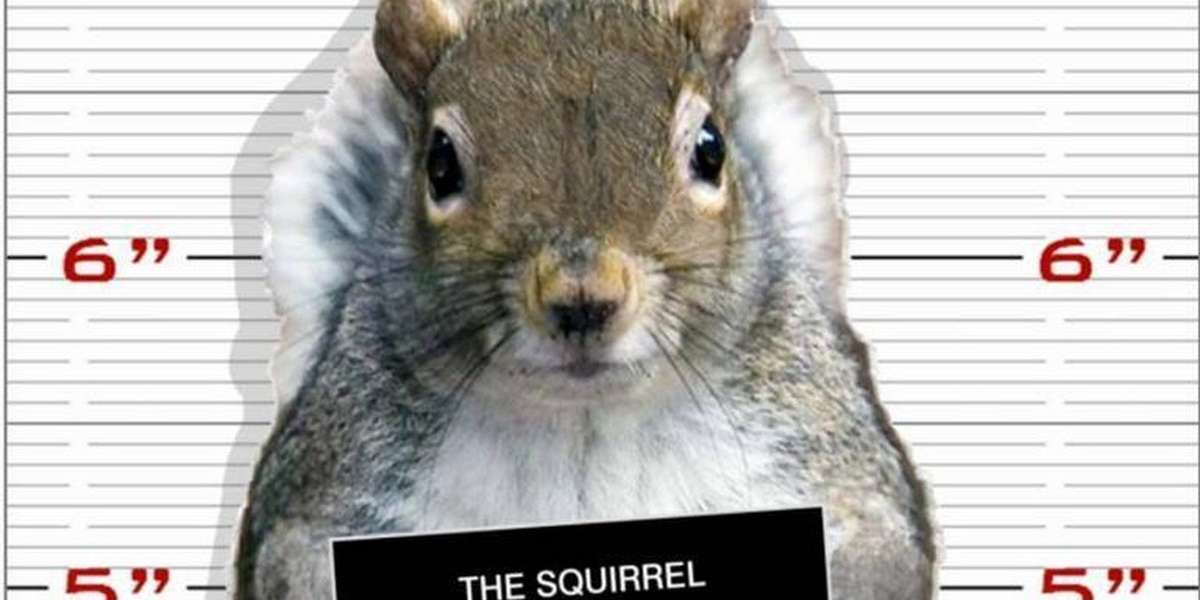 'Stalker' Squirrel Detained By Police - The Dodo