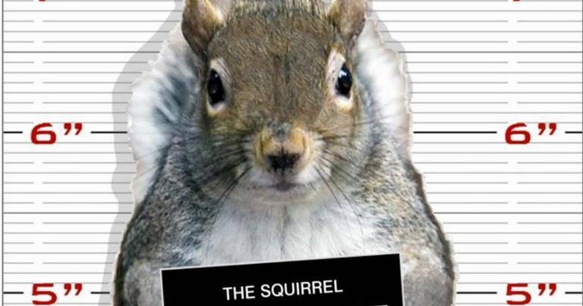 'Stalker' Squirrel Detained By Police - The Dodo
