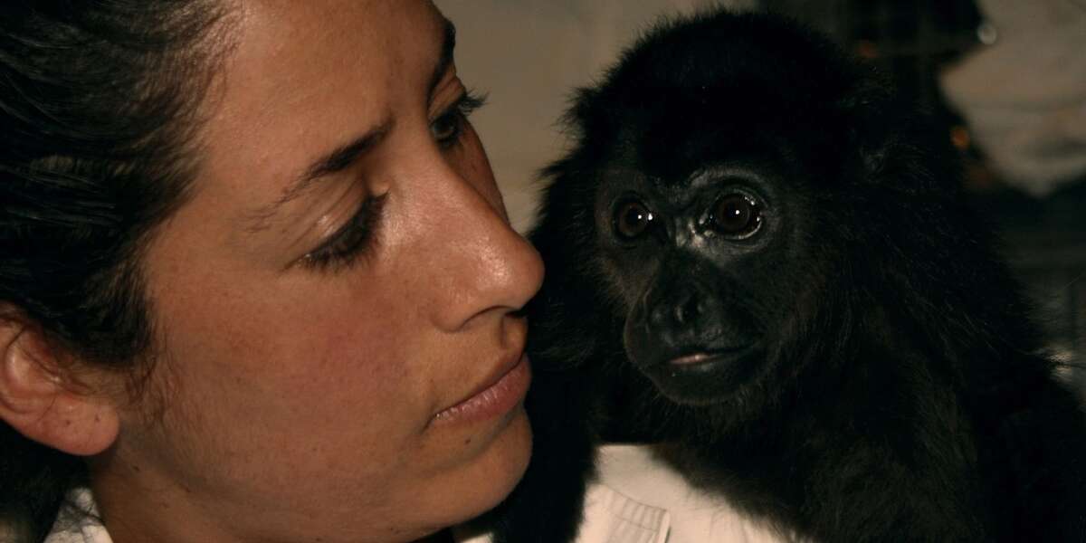 Scared Baby Monkey Emerges From Earthquake Rubble In Ecuador - The Dodo