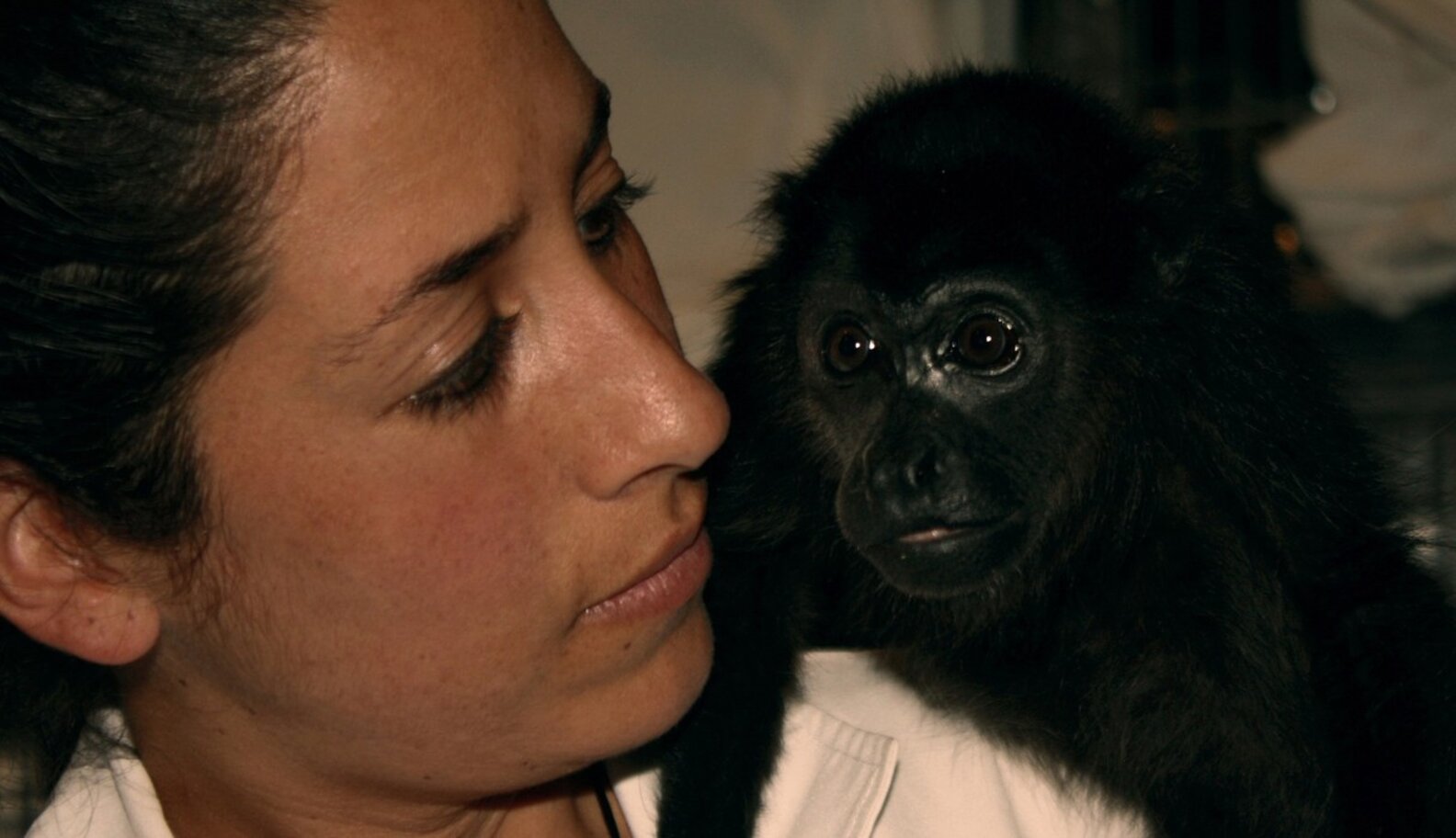 Scared Baby Monkey Emerges From Earthquake Rubble In Ecuador - The Dodo