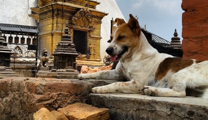 These Heroes Saved Countless Pets During A Devastating Earthquake - The ...