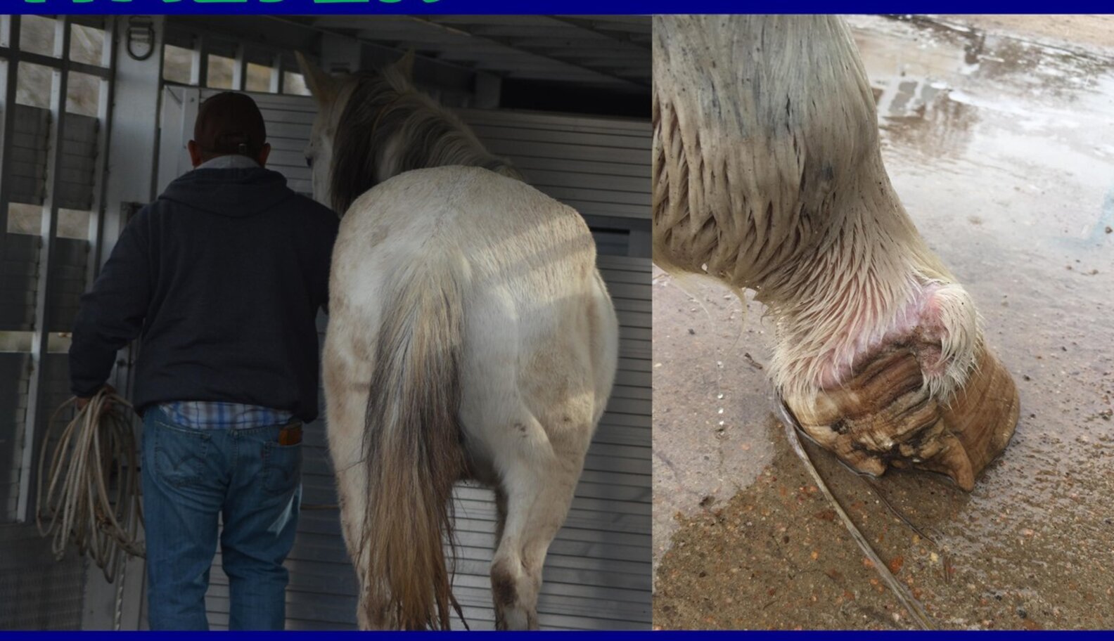 Hundreds Of Horses Dumped Like Trash In Major U.S. City - The Dodo