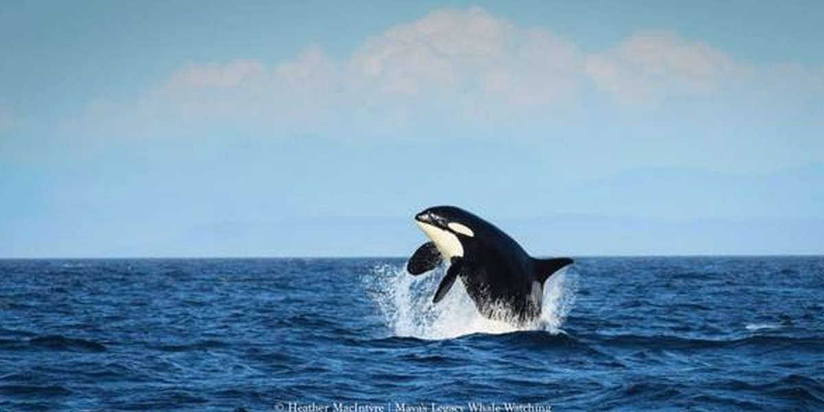 World's Oldest Orca Still Going Strong At Age 105 - The Dodo