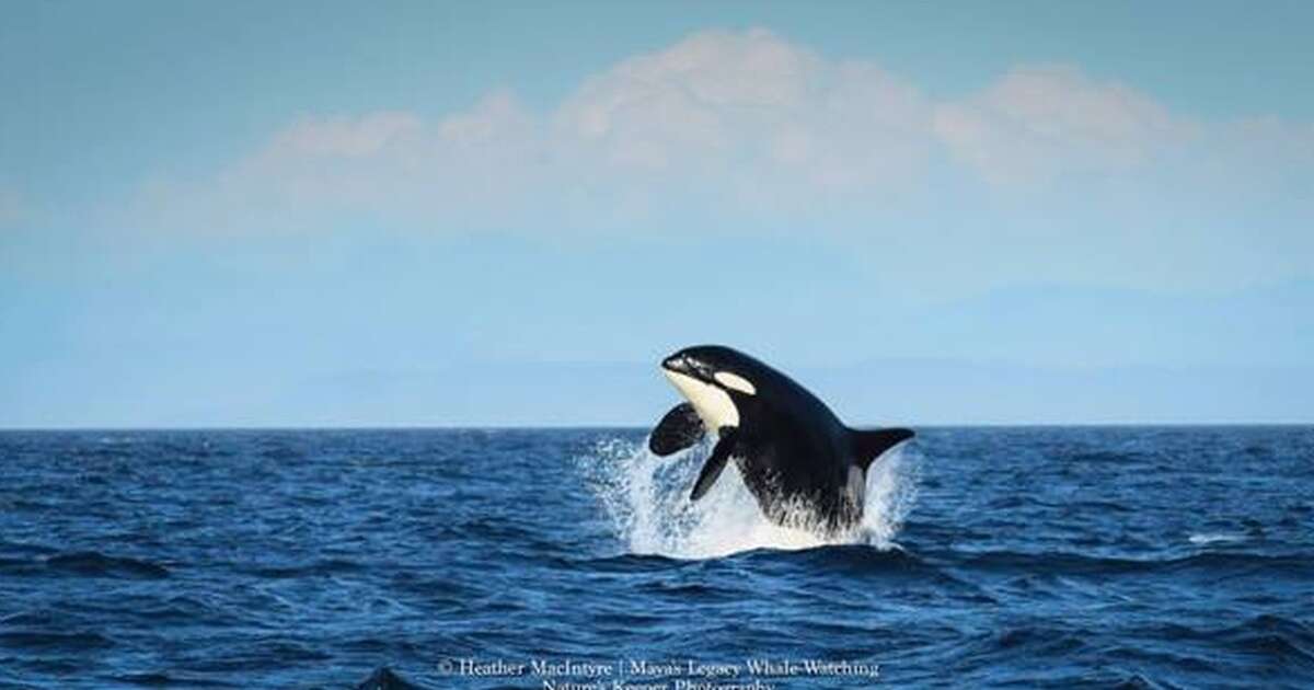World's Oldest Orca Still Going Strong At Age 105 - The Dodo