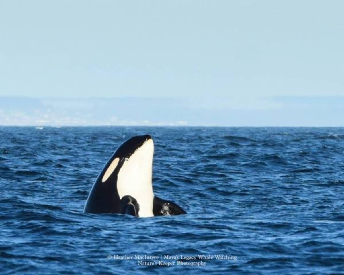 World's Oldest Orca Still Going Strong At Age 105 - The Dodo