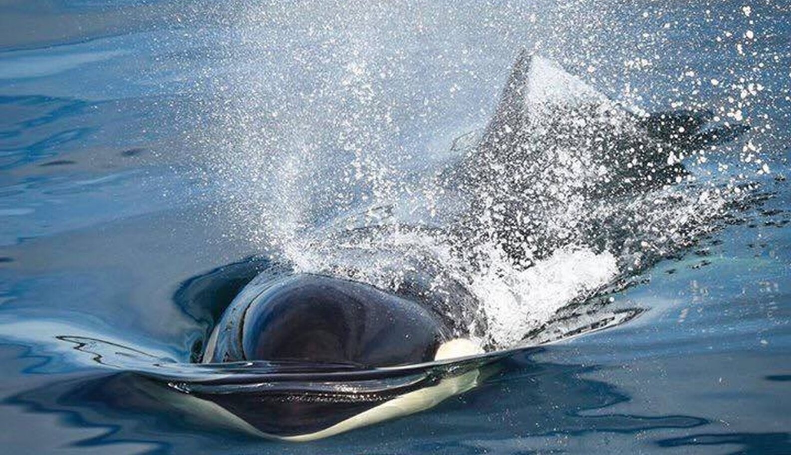 World's Oldest Orca Still Going Strong At Age 105 - The Dodo