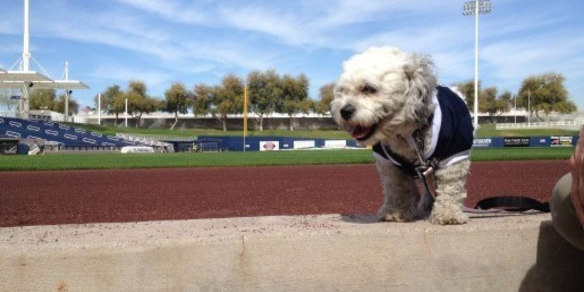Stray Puppy Becomes Milwaukee Brewers Newest Team Member - The Dodo