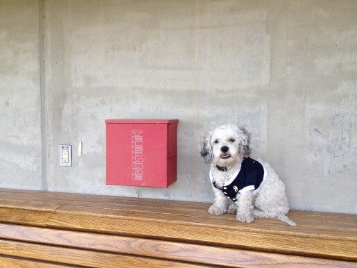 Stray Puppy Becomes Milwaukee Brewers Newest Team Member - The Dodo