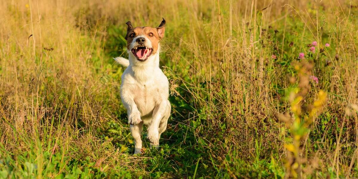 How Do Lost Pets Find Their Way Home? - The Dodo