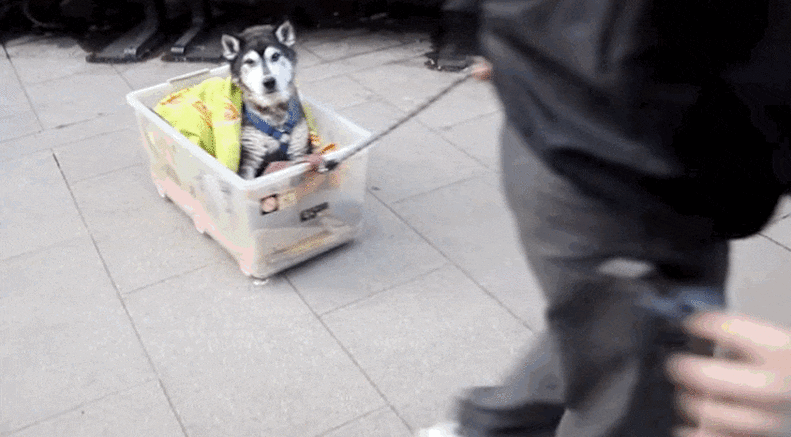 Heartwarming Video Shows Exactly How Senior Dogs Should Be Treated ...