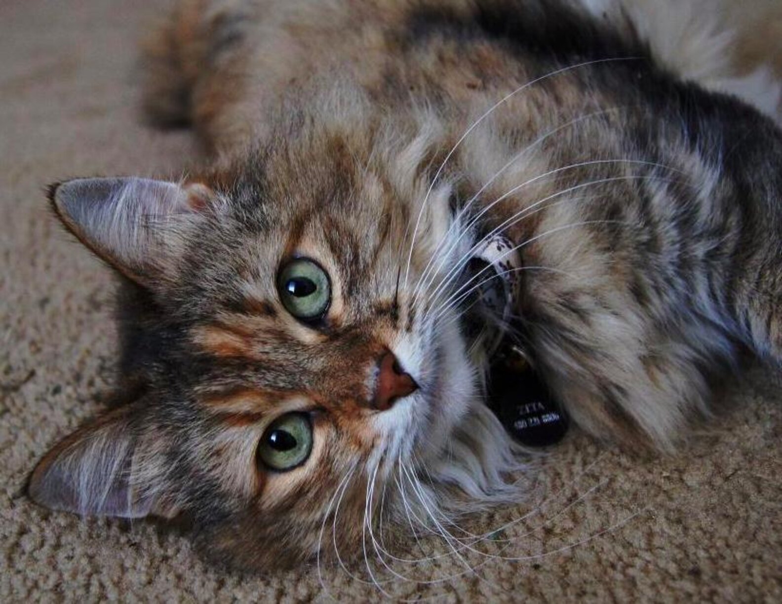 Senior Cats Who Just Found Their Forever Homes - The Dodo