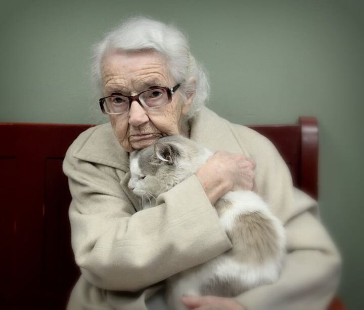 Senior Cats Who Just Found Their Forever Homes - The Dodo