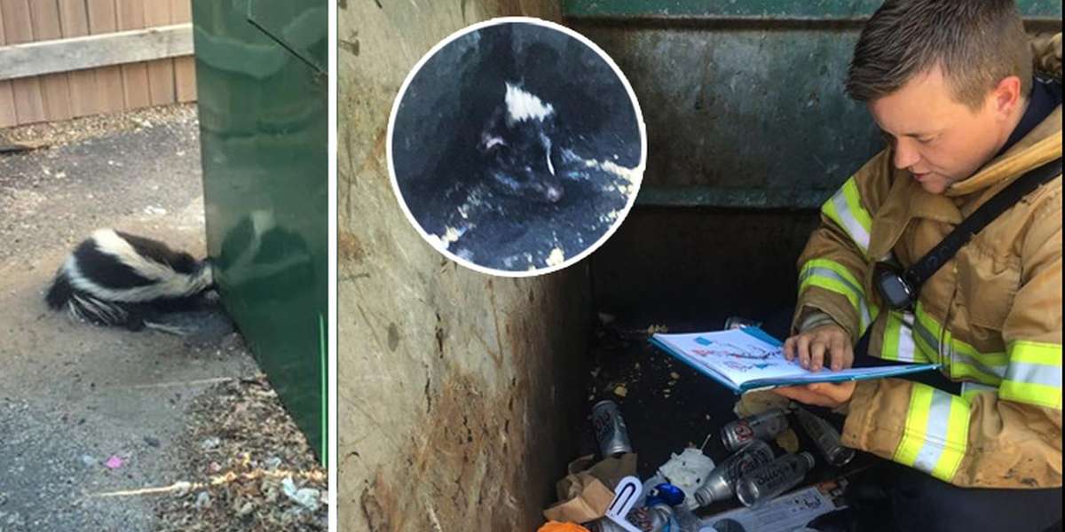 Firefighter Reads 'Cat In The Hat' To Comfort Skunk Trapped In Dumpster ...