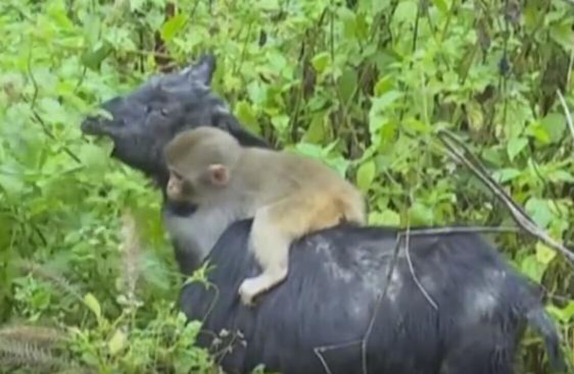 Goats Adopt Baby Monkey Who Lost His Family - The Dodo