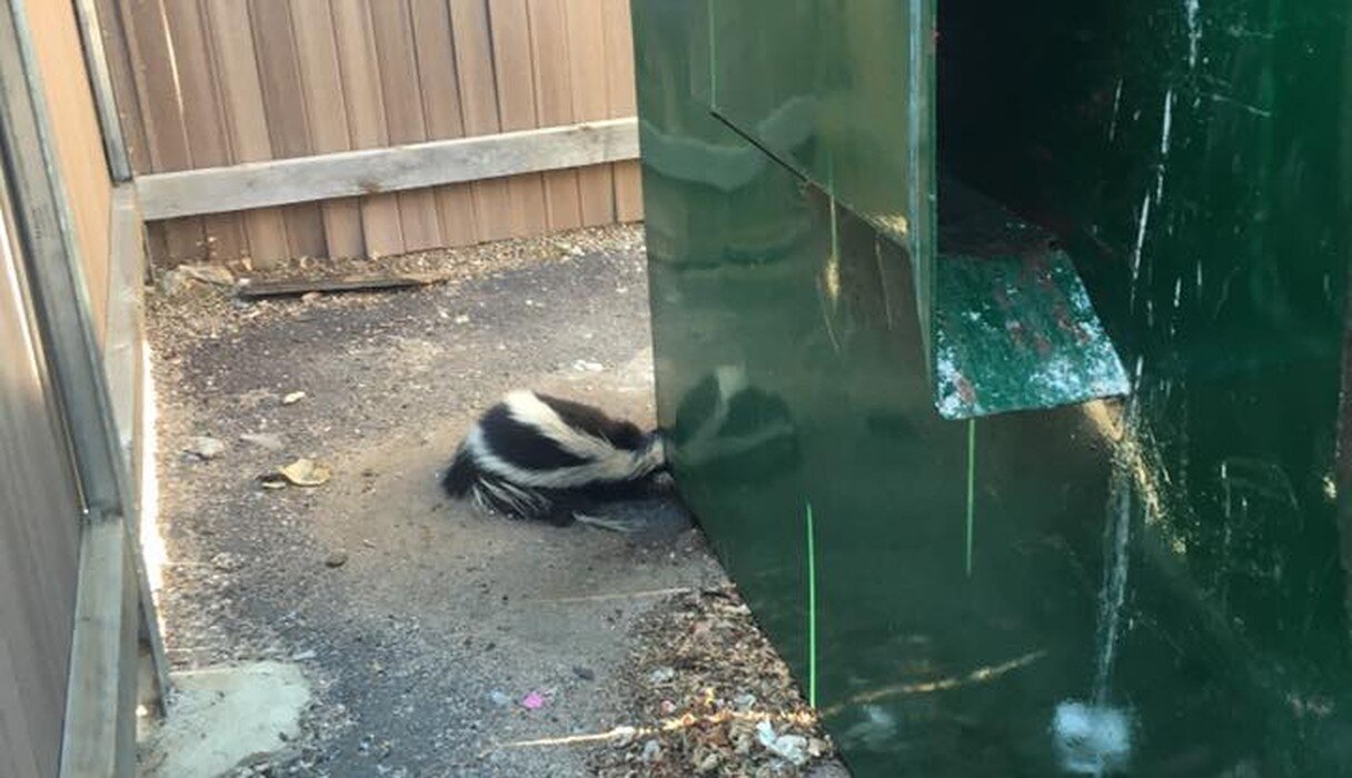 Firefighter Reads 'Cat In The Hat' To Comfort Skunk Trapped In Dumpster ...
