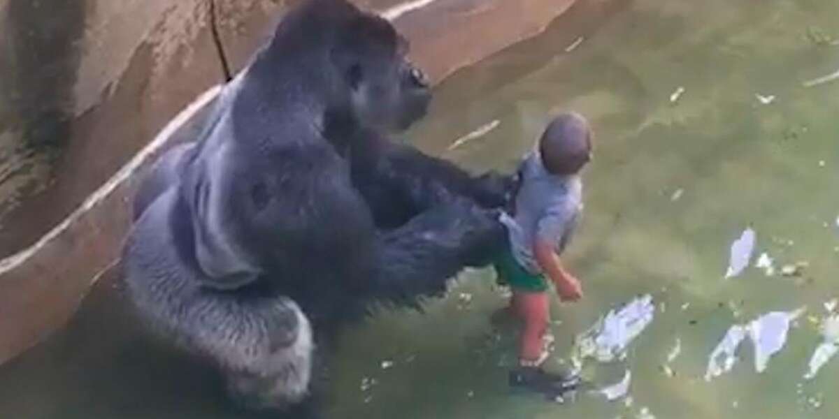 Experts Weigh In On Harambe's Last Moments - The Dodo