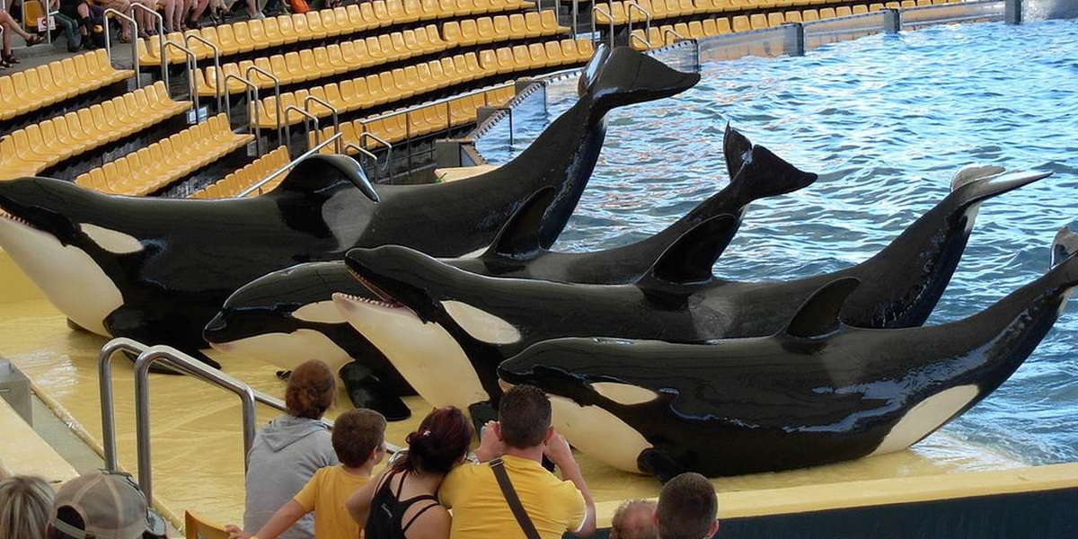 Here's Proof Orcas Die Young In Captivity - The Dodo