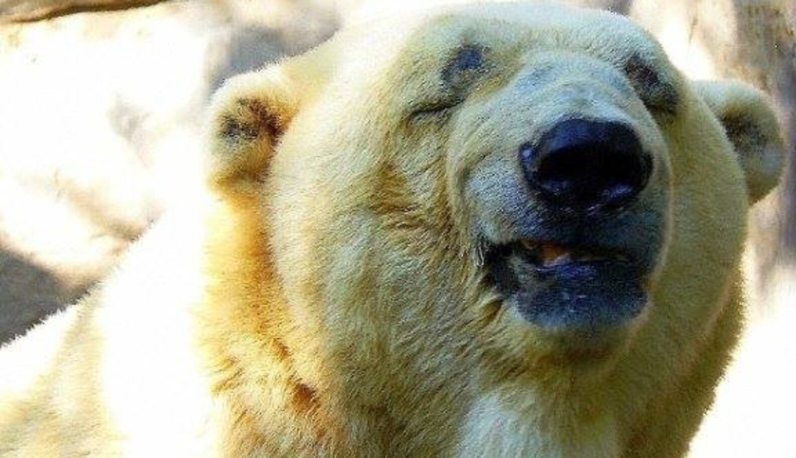 What You Can Do To Help The “World’s Saddest Animal,” A Polar Bear ...