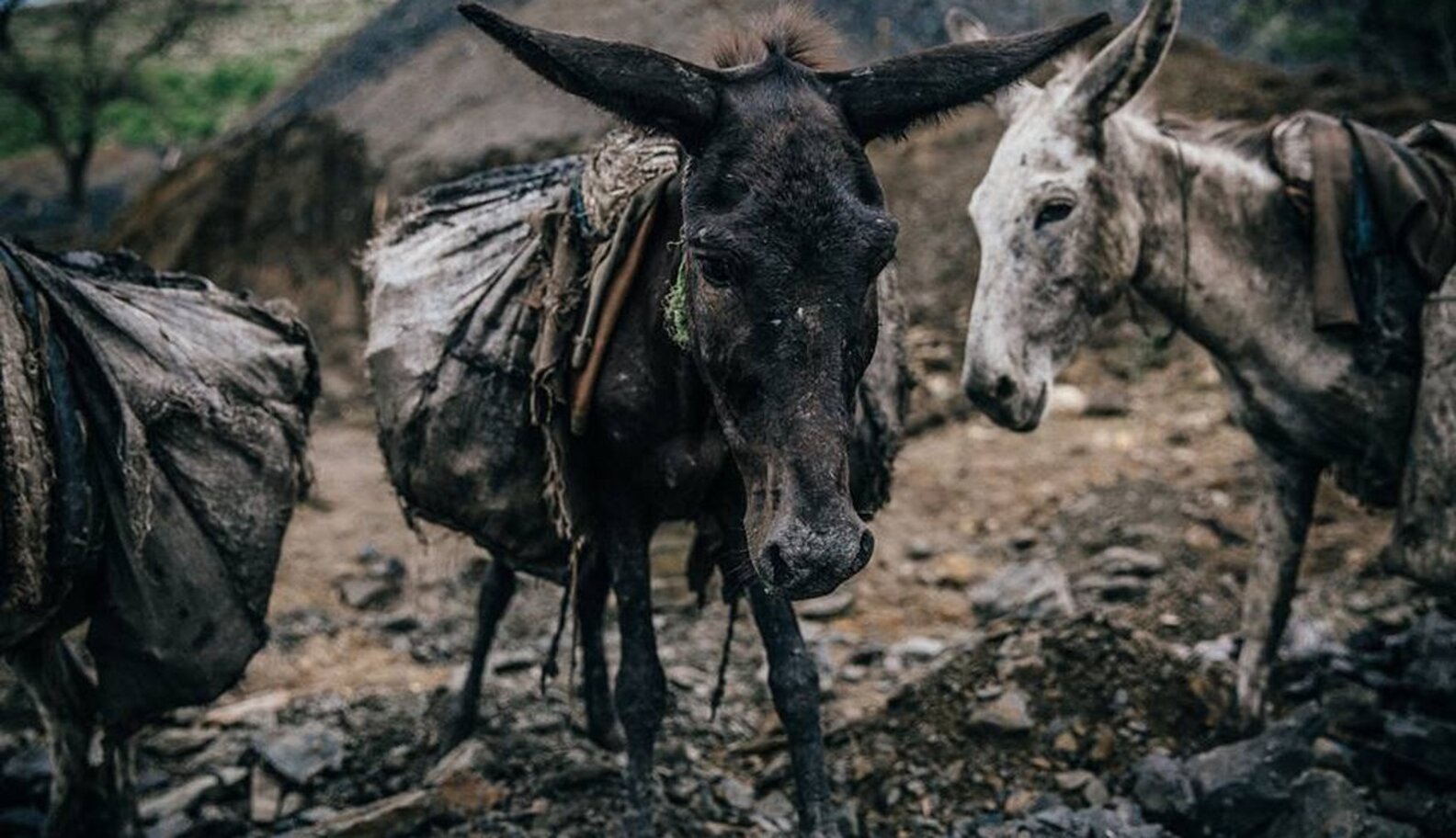 Harrowing Photos Show What Life Is Like For Millions Of Donkeys - The Dodo