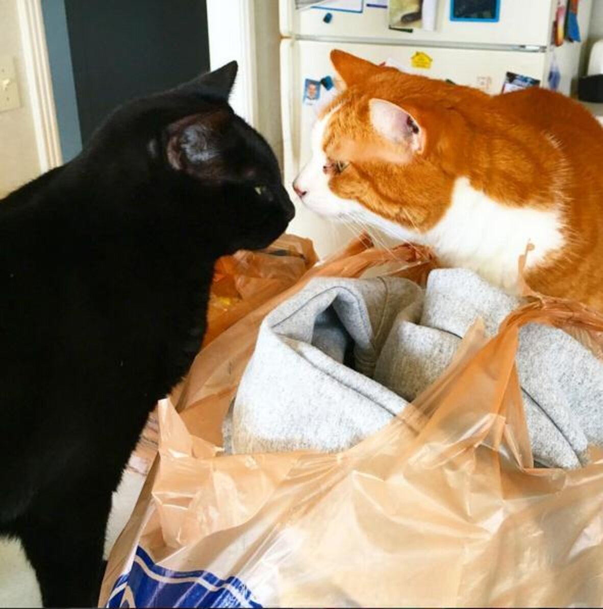 How One Dude Ended Up With 6 Rescue Cats - The Dodo