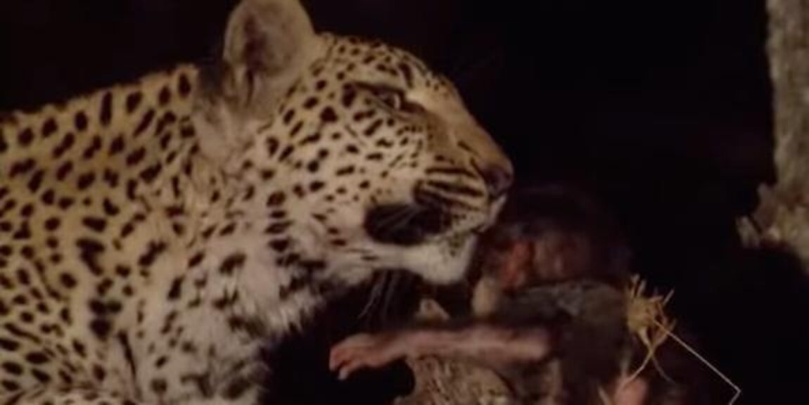 Leopard Takes A Break From Hunting To Save Baby Baboon - The Dodo