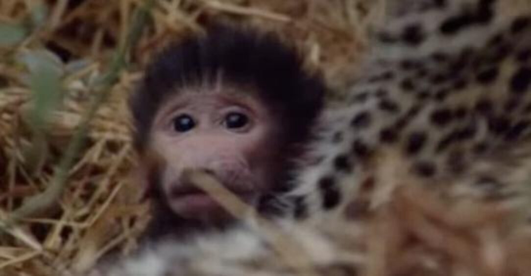 Leopard Takes A Break From Hunting To Save Baby Baboon - The Dodo