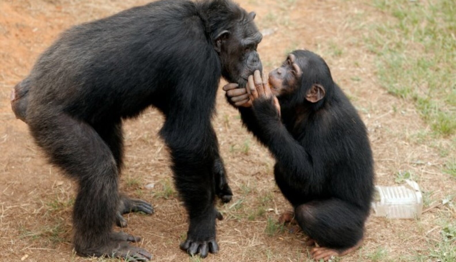 Photos: Chimps Embrace Freedom For The First Time After A Life Behind ...