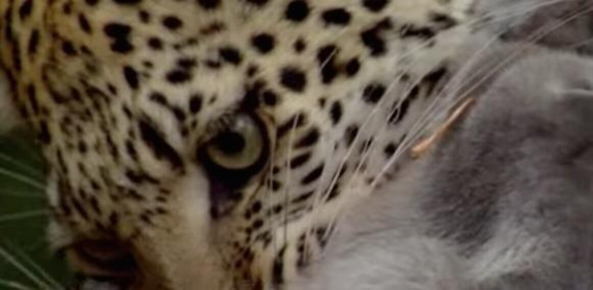 Leopard Takes A Break From Hunting To Save Baby Baboon - The Dodo