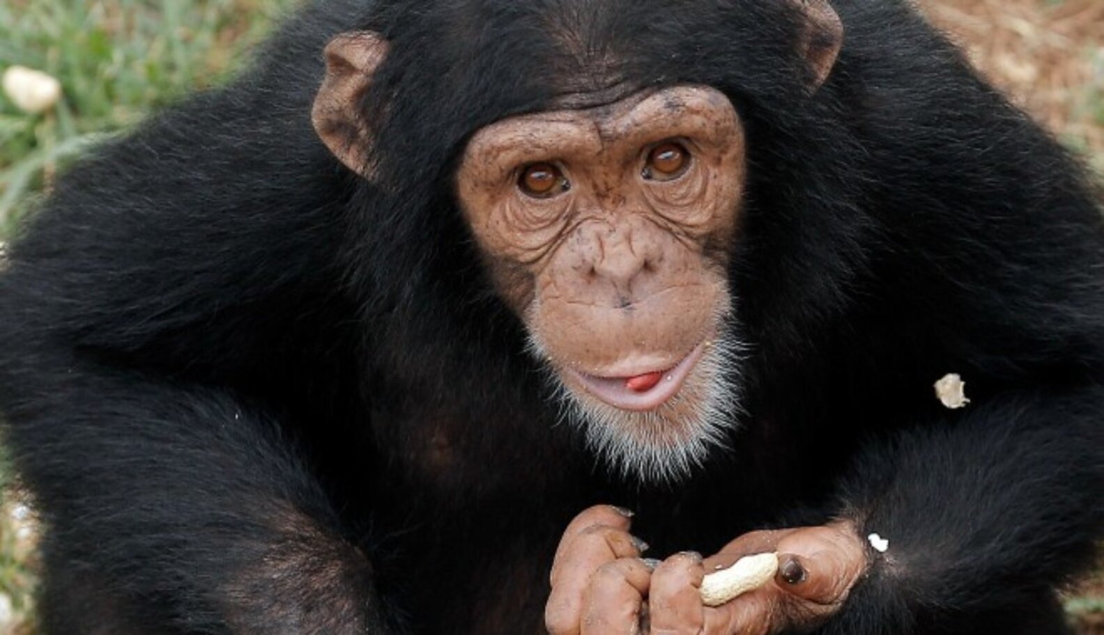 Photos: Chimps Embrace Freedom For The First Time After A Life Behind ...