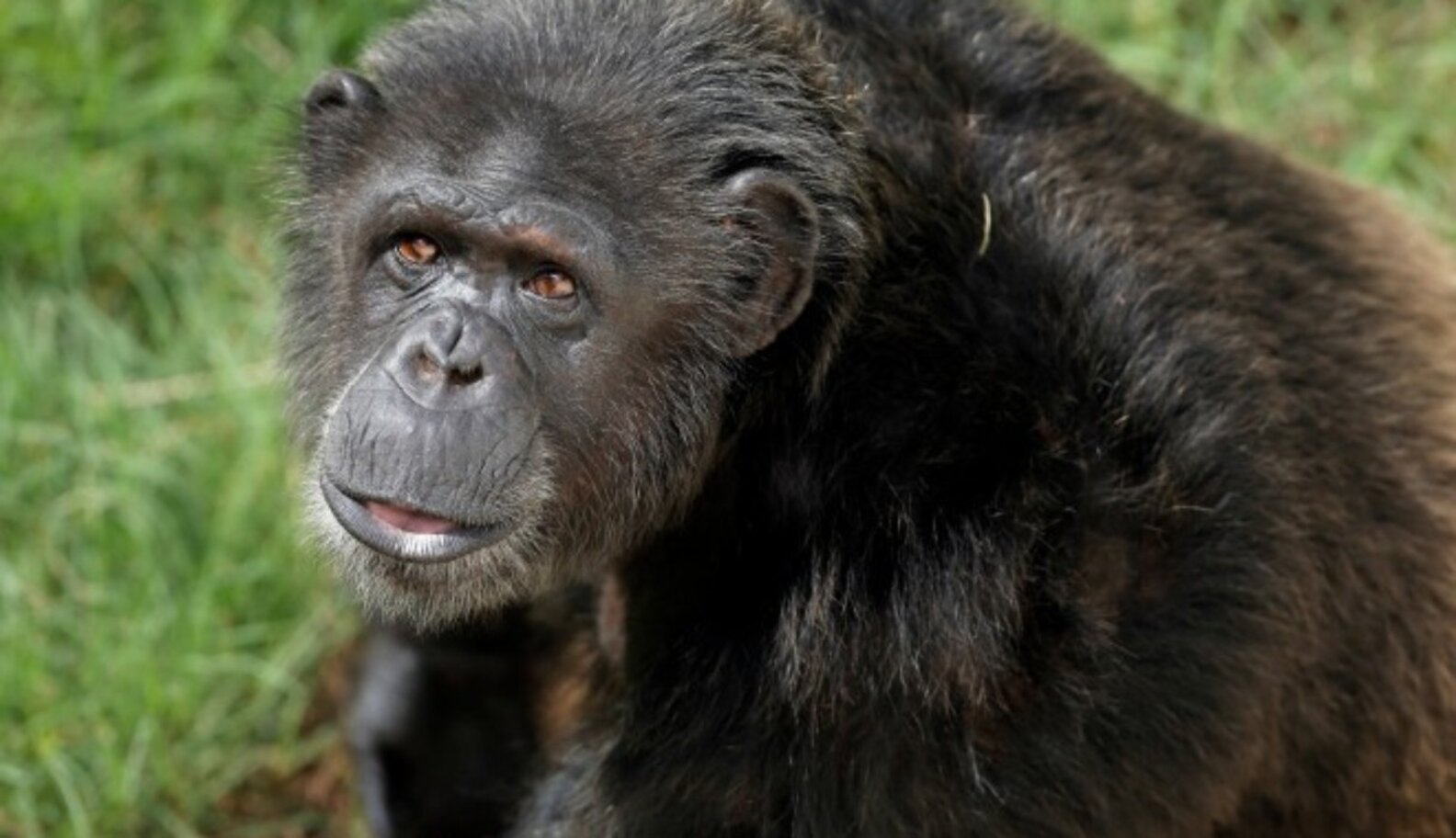 Photos: Chimps Embrace Freedom For The First Time After A Life Behind ...