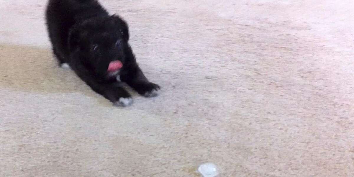 Puppies vs. Ice Cubes - The Dodo
