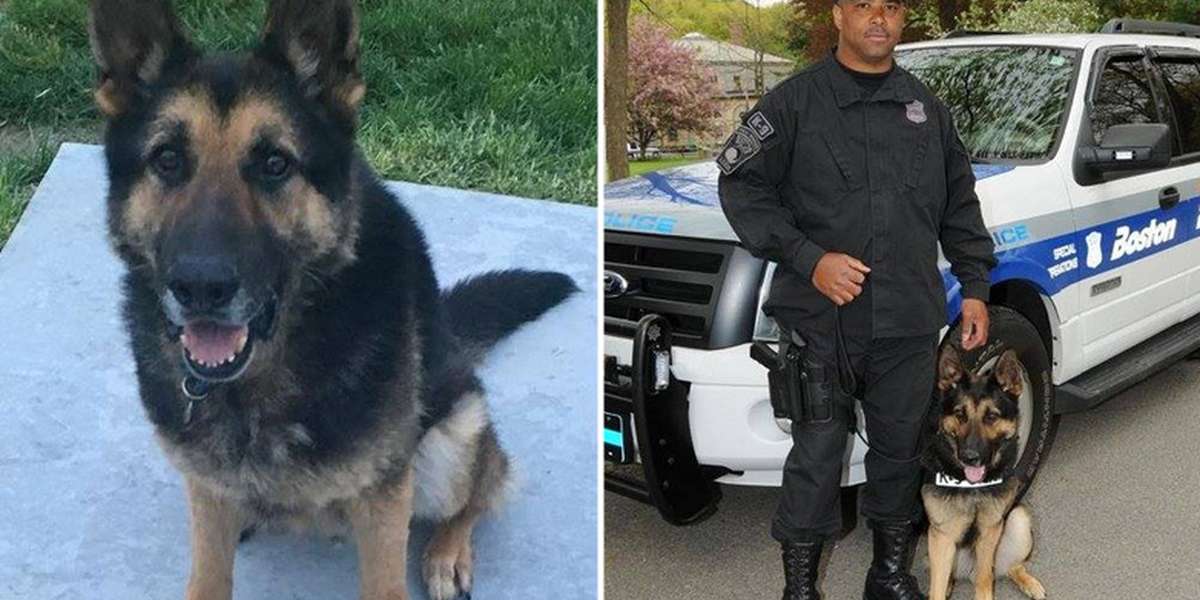 Cop Writes Sweetest Tribute To His K9 Partner Who Died - The Dodo