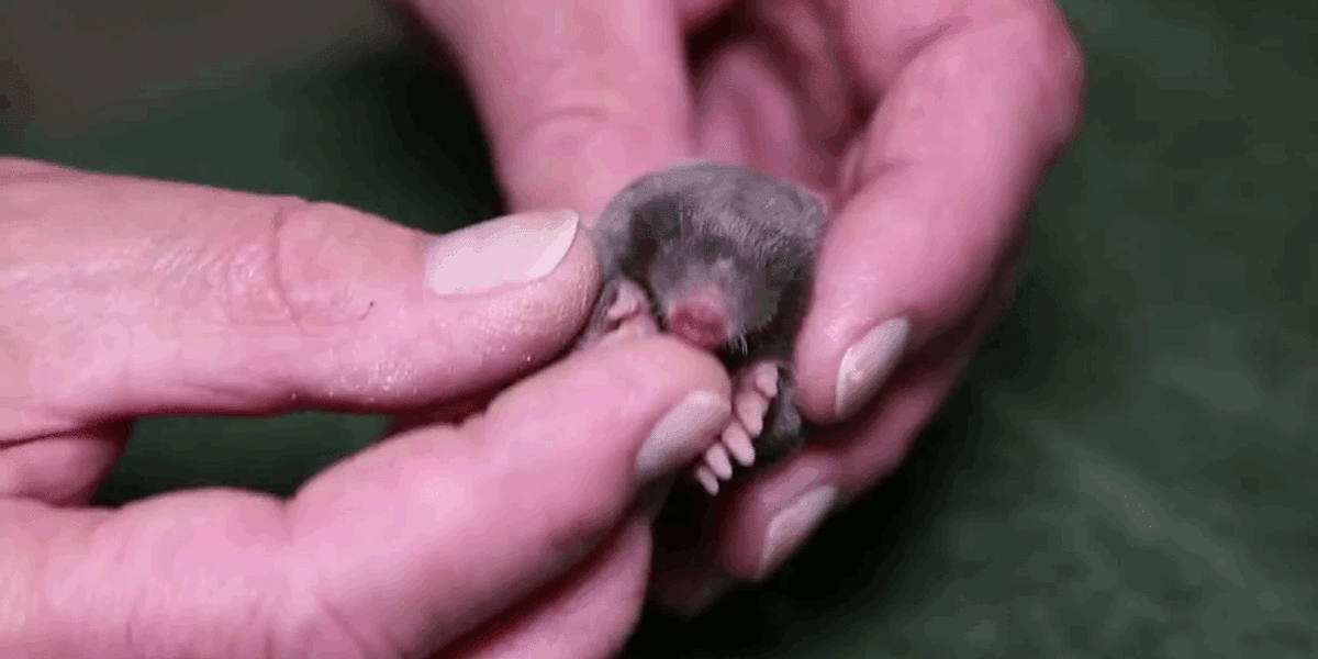 This Is The Tiniest, Blindest Mole Rescue You’ll Ever See - The Dodo