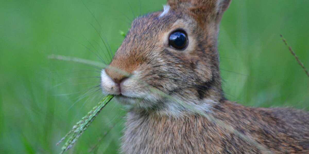 Diets With Veggies Linked To A Healthier Planet - The Dodo