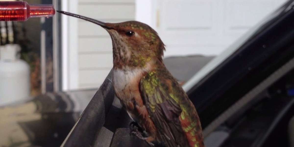 Firefighter Rescues Tiny Hummingbird, Nurses Her Back To Health - The Dodo